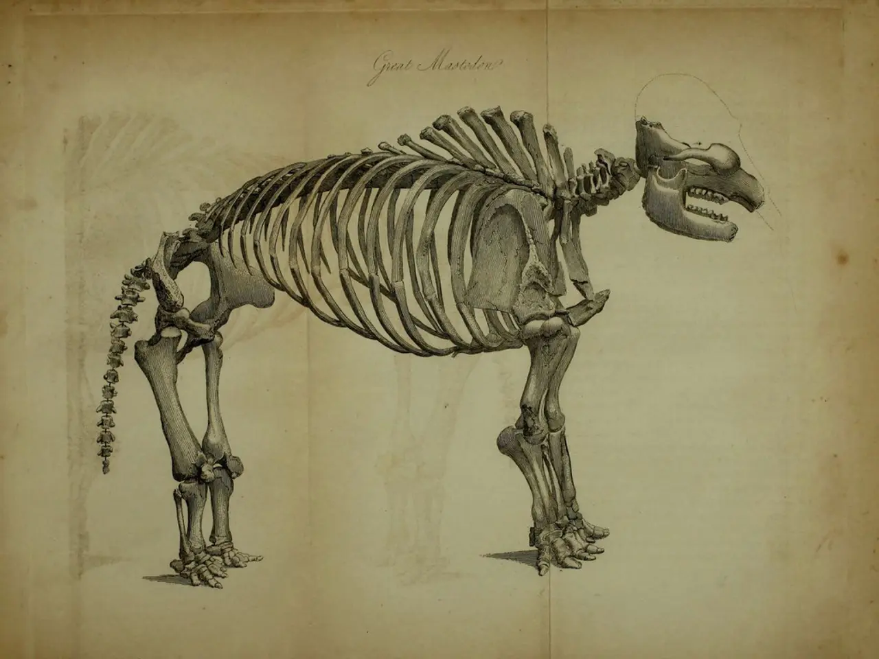 Display of the oldest known European human ancestor in an exhibition