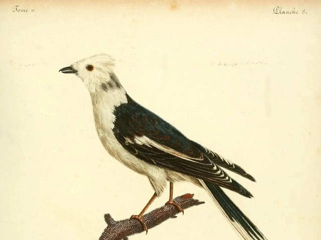 Six months in, Pope Leo is bringing an American flavor to the papacy